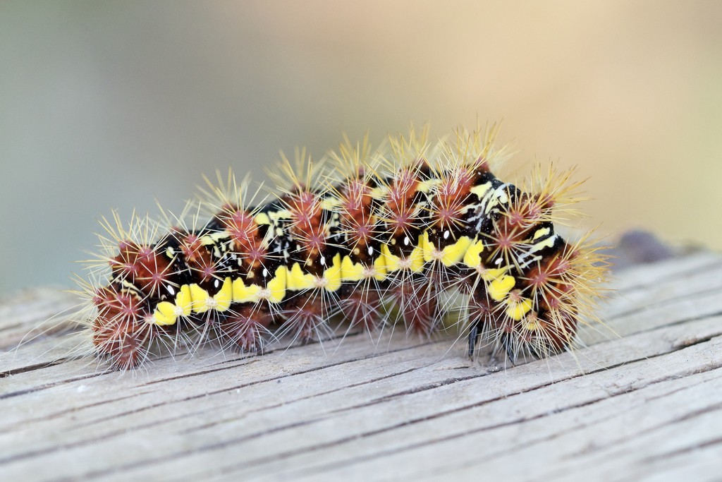 Acronicta oblinita (Acronicta oblinita) - Picture Insect