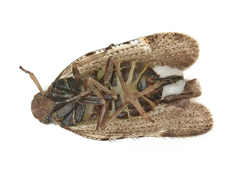 Tachycixius pilosus (Tachycixius pilosus) - Picture Insect