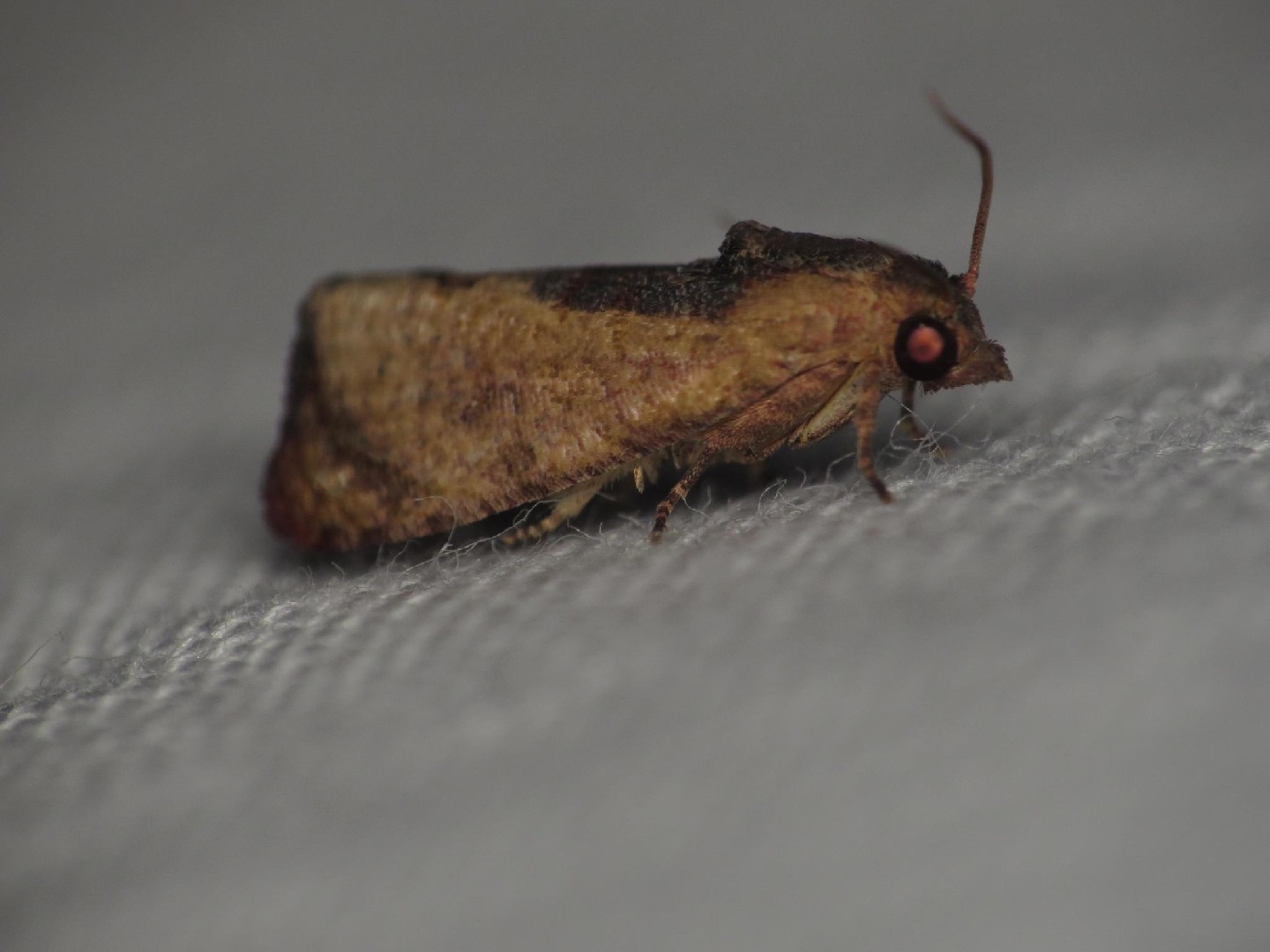 Cryptophlebia ombrodelta (Cryptophlebia ombrodelta) - Picture Insect