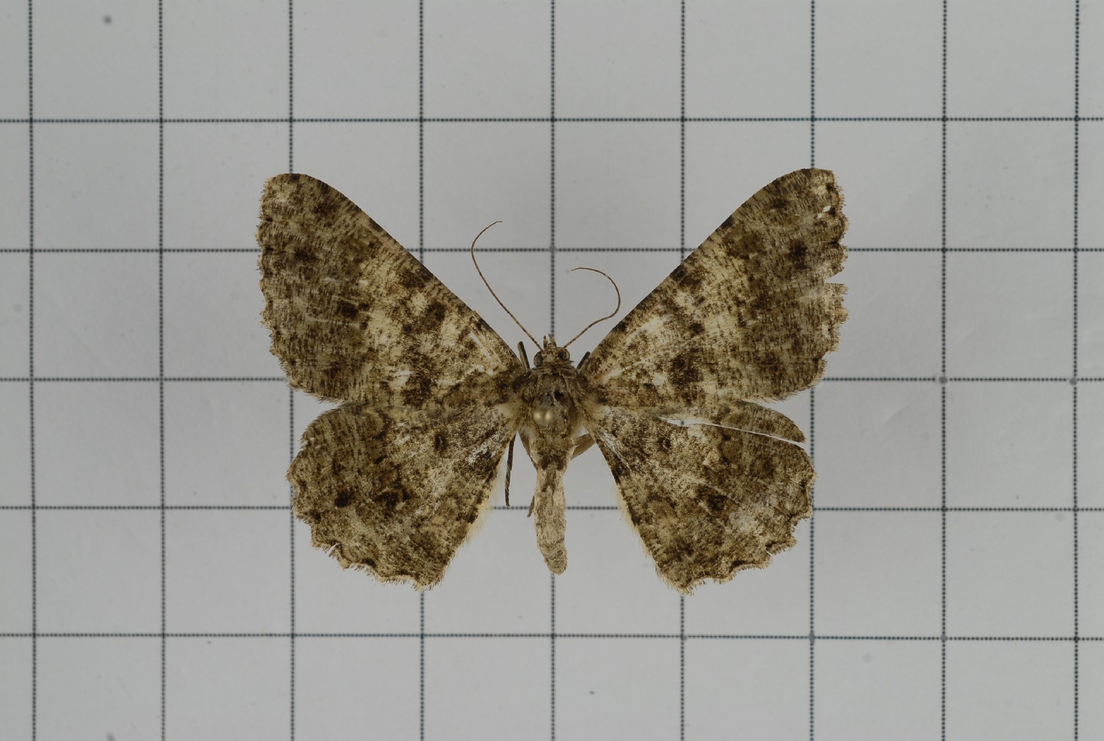 Racotis (Racotis) - Picture Insect