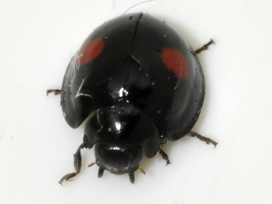 Chilocorus renipustulatus (Chilocorus renipustulatus) - Picture Insect