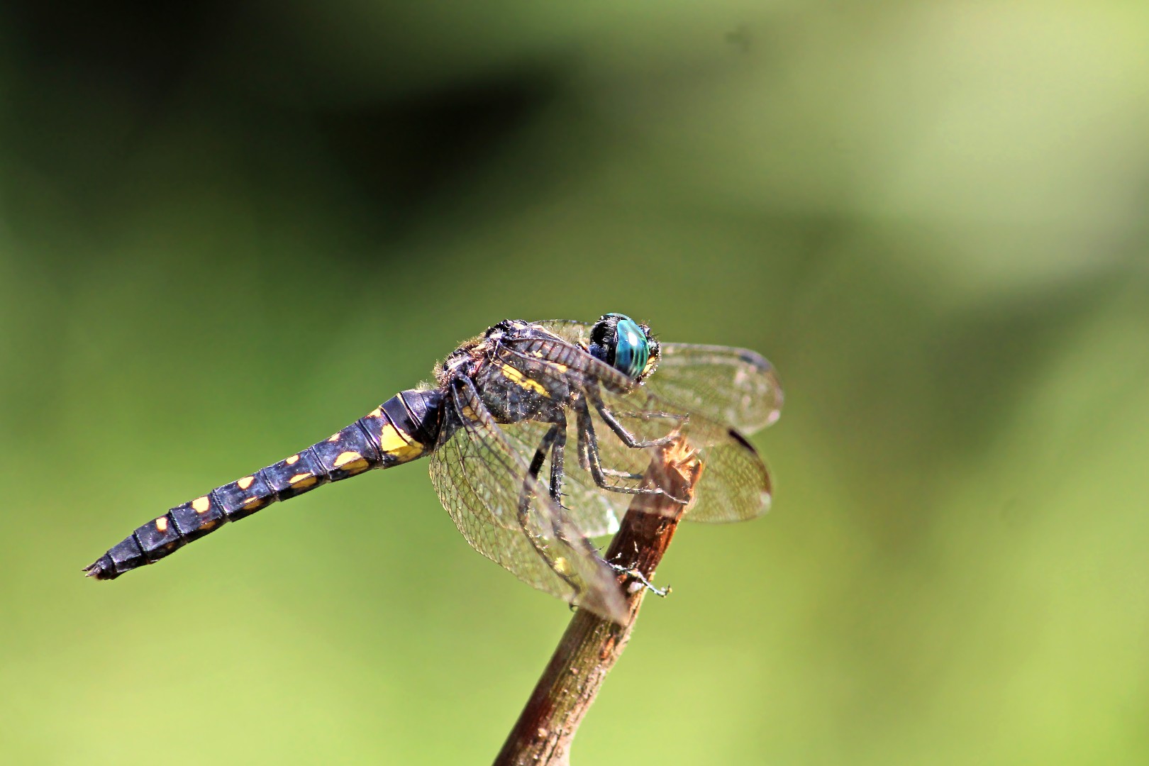 Onychothemis testacea (Onychothemis testacea) - Picture Insect