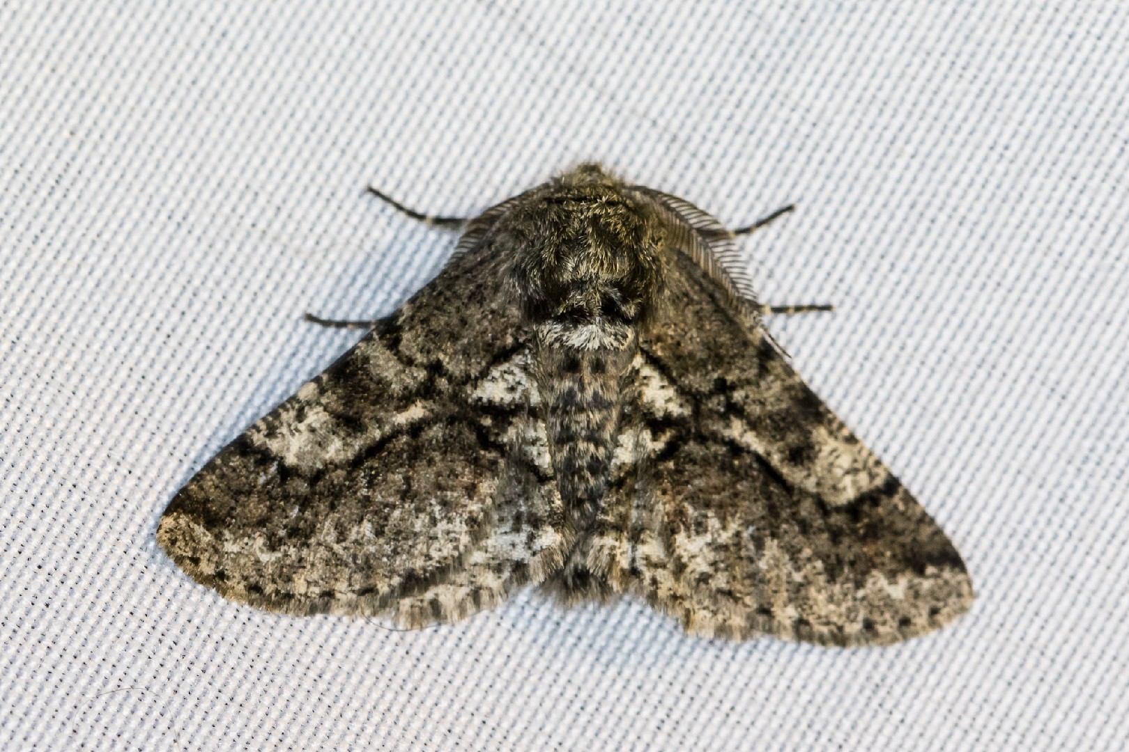 Lycia ypsilon (Lycia ypsilon) - Picture Insect