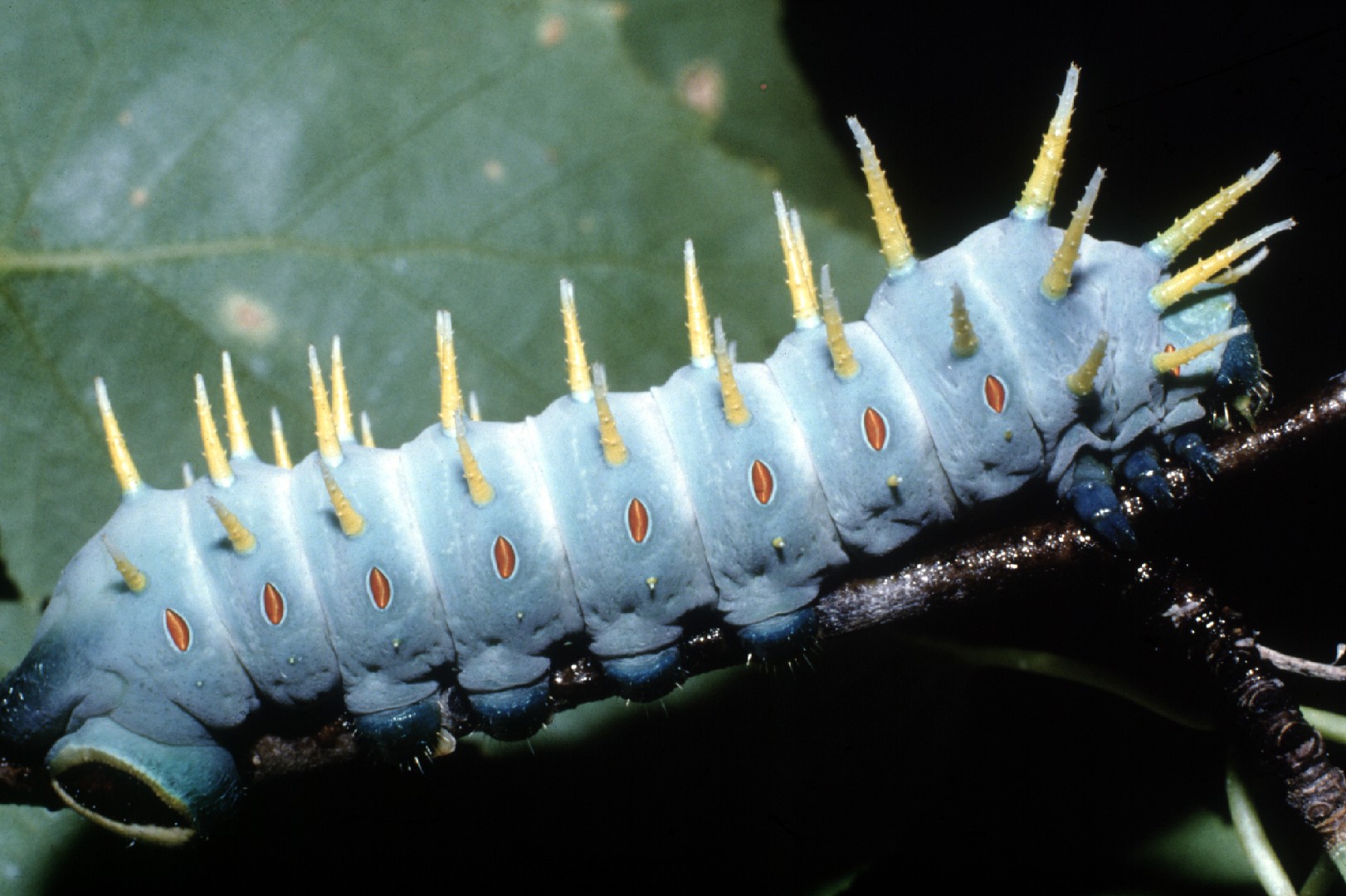 Coscinocera hercules (Coscinocera hercules) - Picture Insect