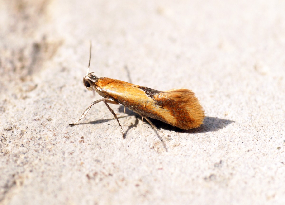 Batia lunaris (Batia lunaris) - Picture Insect