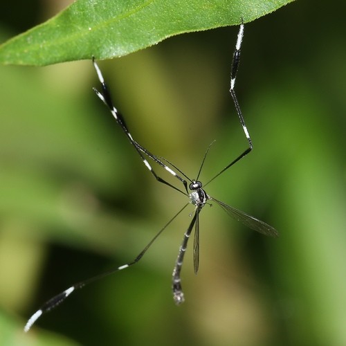 Bittacomorpha clavipes (Bittacomorpha clavipes) - Picture Insect