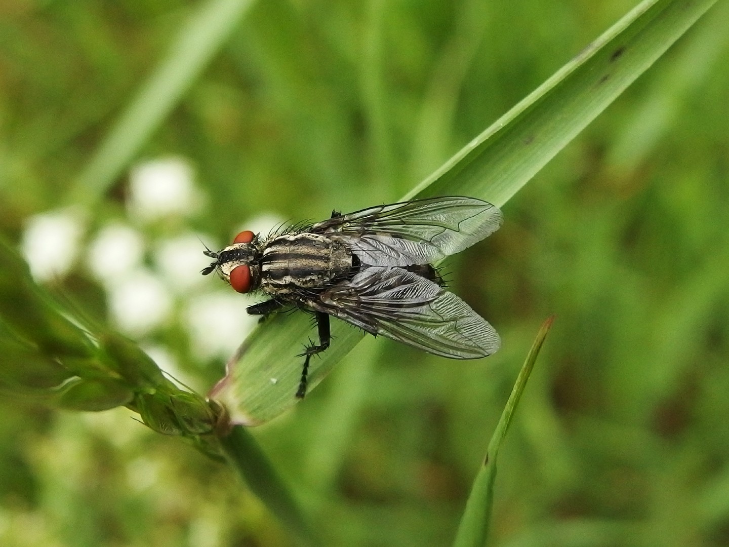 Mosca de la carne (Sarcophaga carnaria) - Picture Insect