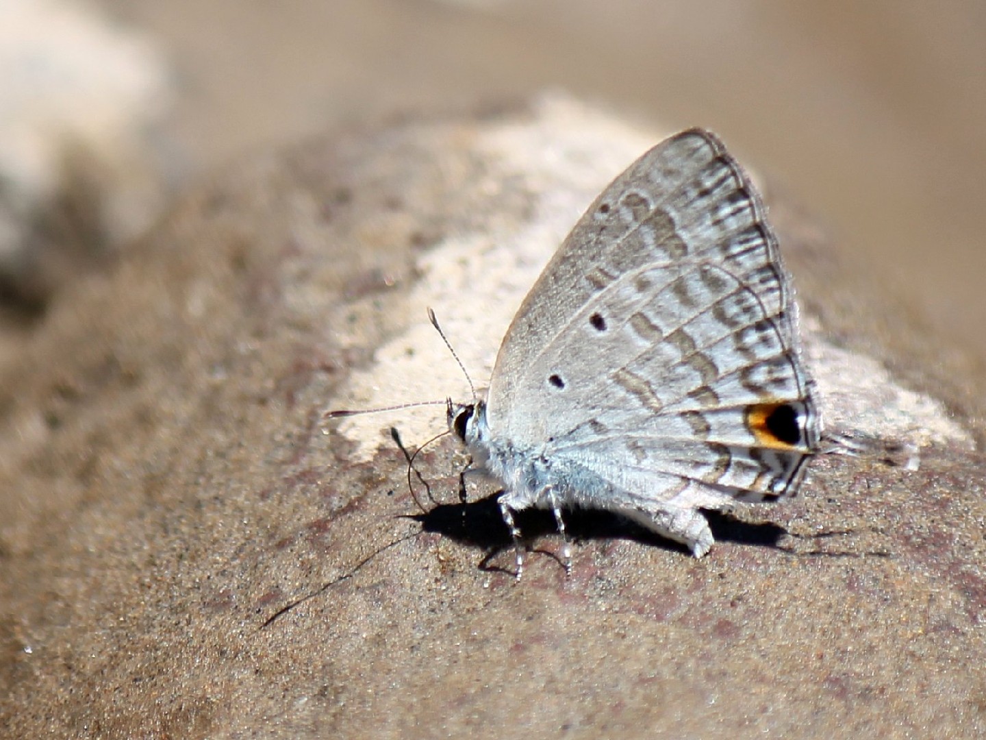 Catochrysops (Catochrysops) - Picture Insect