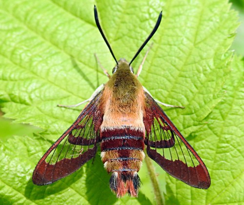 Polilla esfinge abejorro colibrí (Hemaris thysbe) - Picture Insect