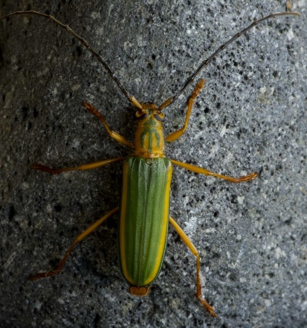 Chlorida (Chlorida) - Picture Insect