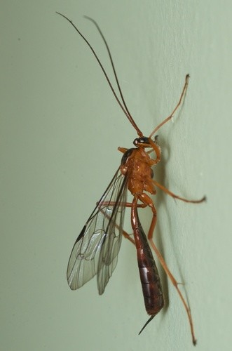 Netelia (Netelia) - Picture Insect