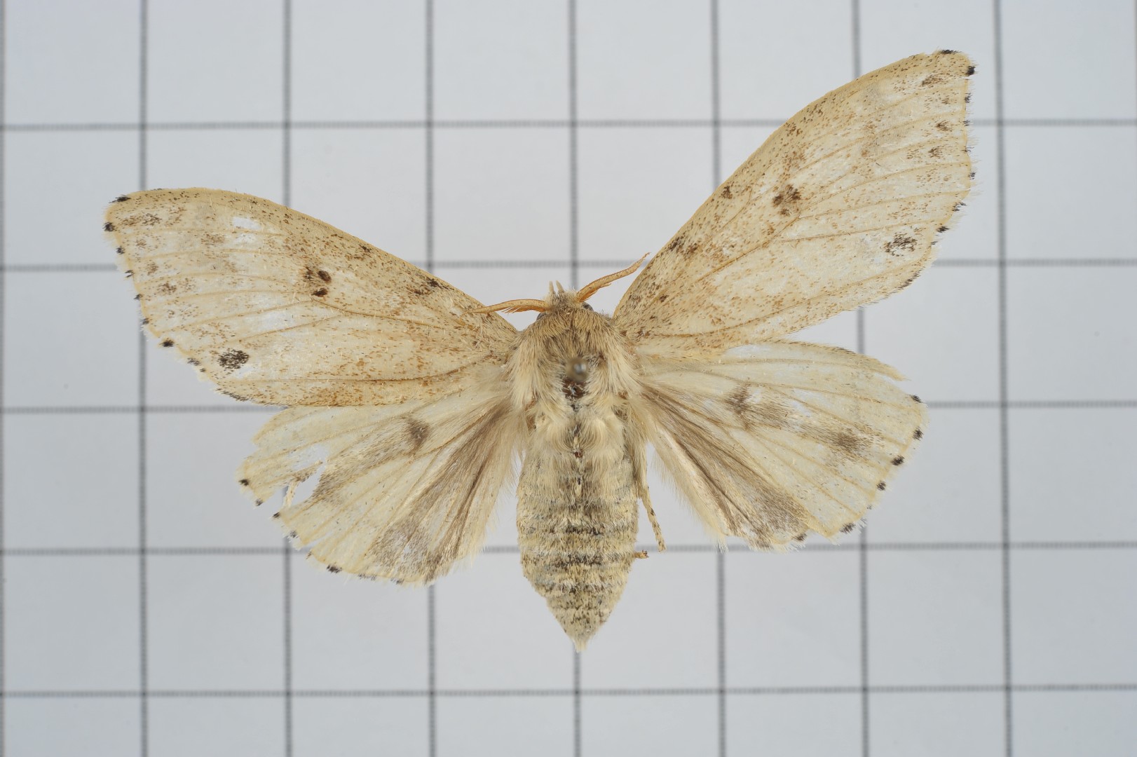 Calliteara angulata (Calliteara angulata) - Picture Insect
