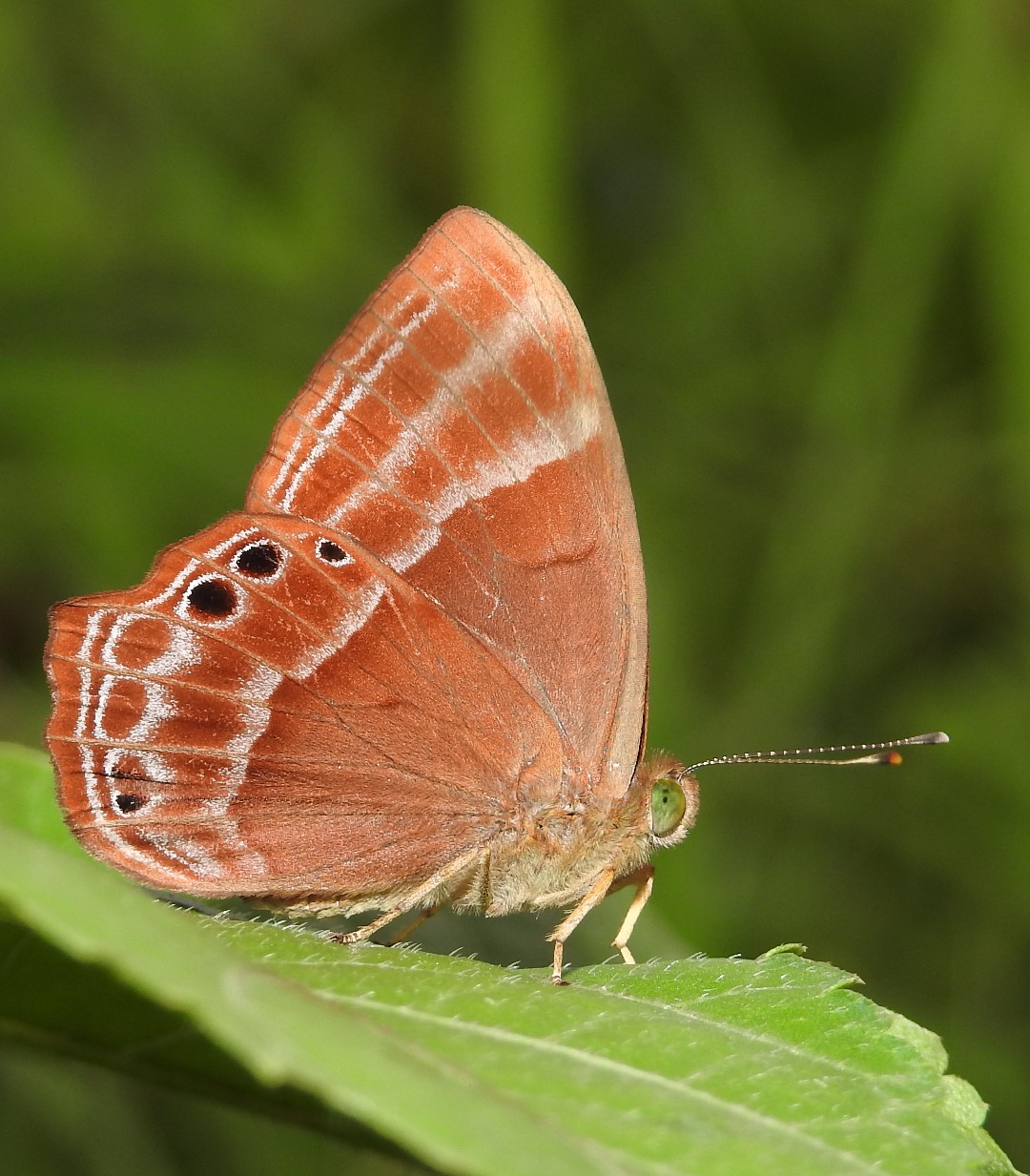 Abisara (Abisara) - Picture Insect