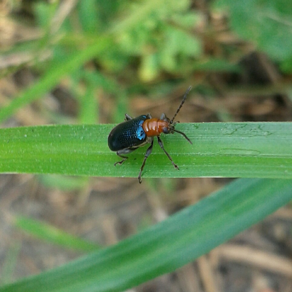 Lema (Lema) - Picture Insect