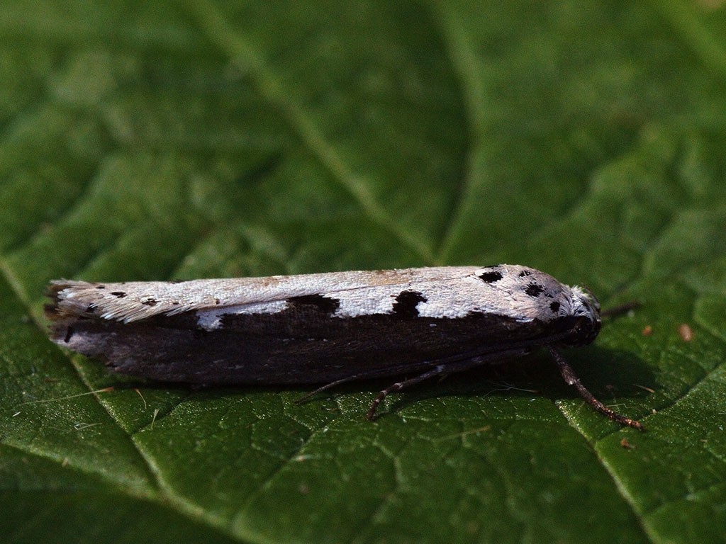 Ethmia bipunctella (Ethmia bipunctella) - Picture Insect