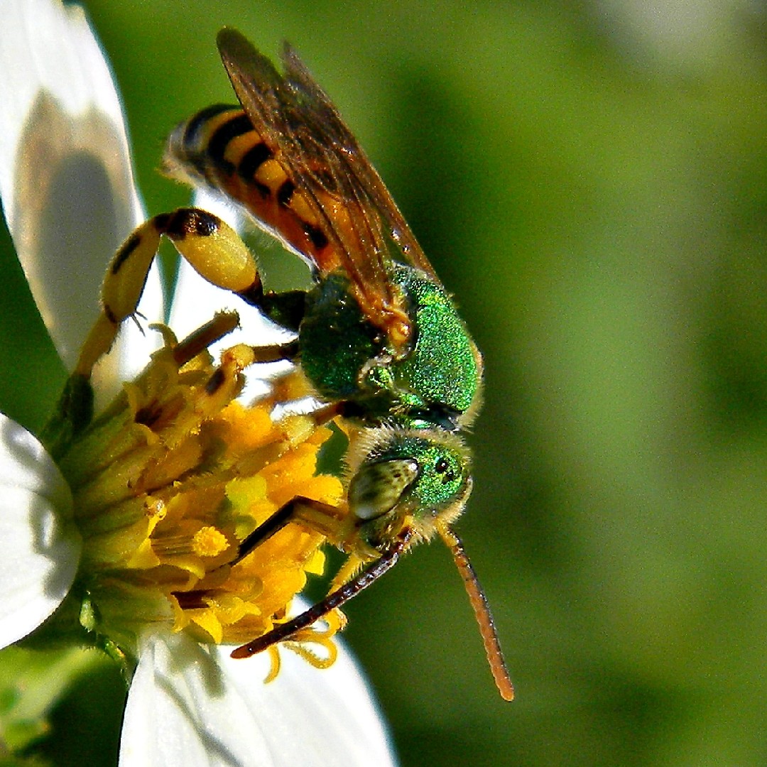 Abeja del sudor rayada (Agapostemon splendens) - Picture Insect
