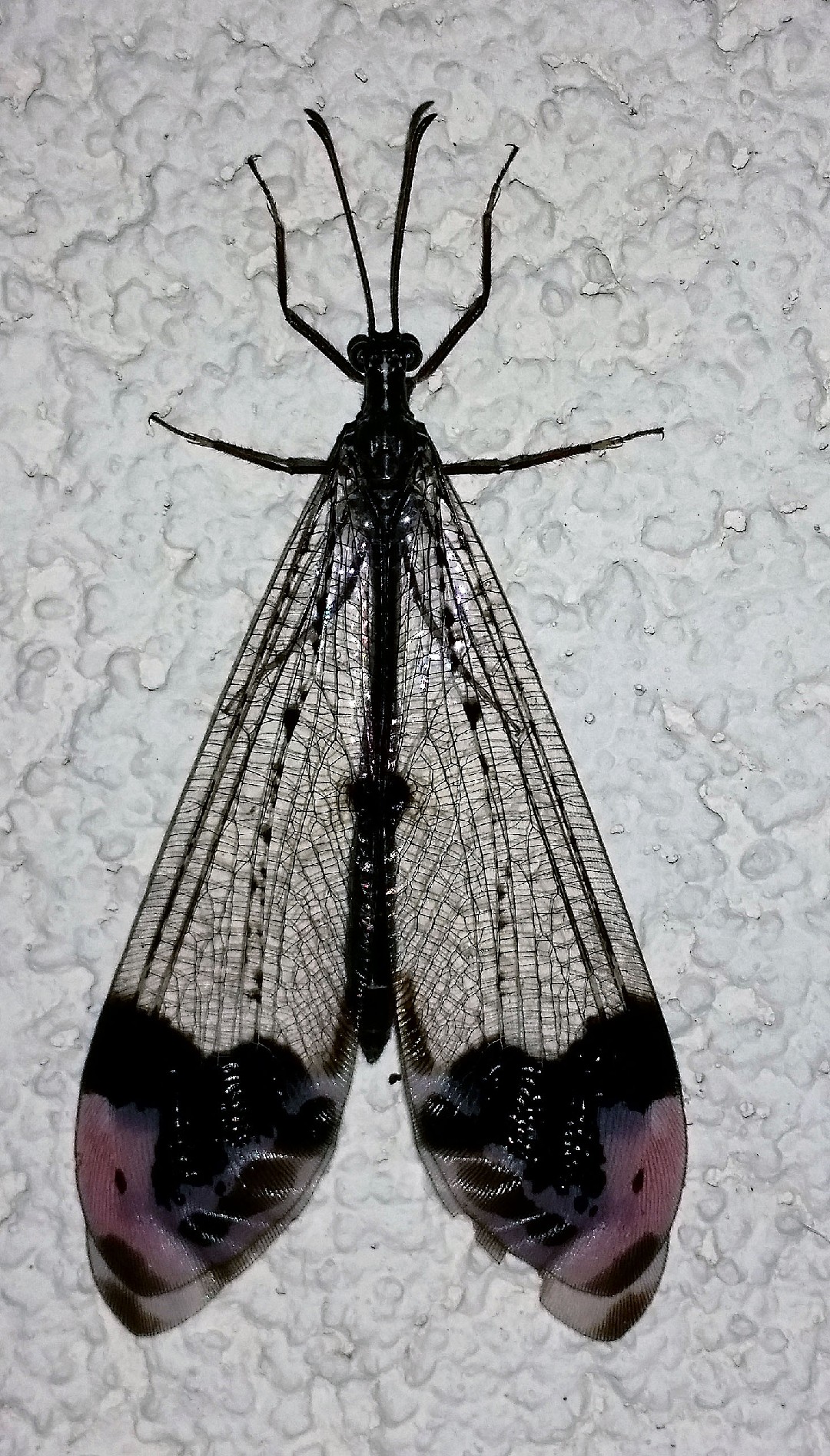 Glenurus gratus (Glenurus gratus) - Picture Insect