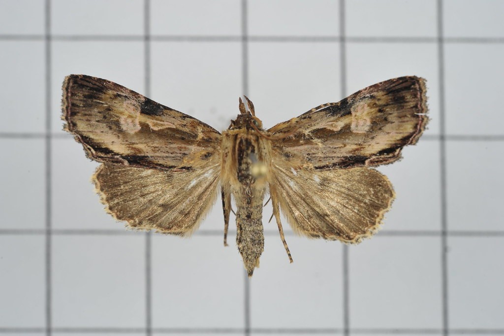 Antha (Antha) - Picture Insect