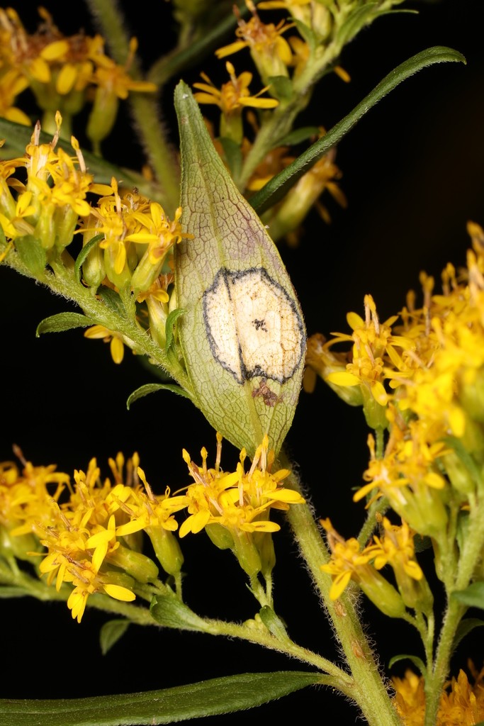 Asteromyia (Asteromyia) - Picture Insect