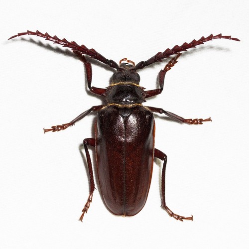 Prionus (Prionus) - Picture Insect