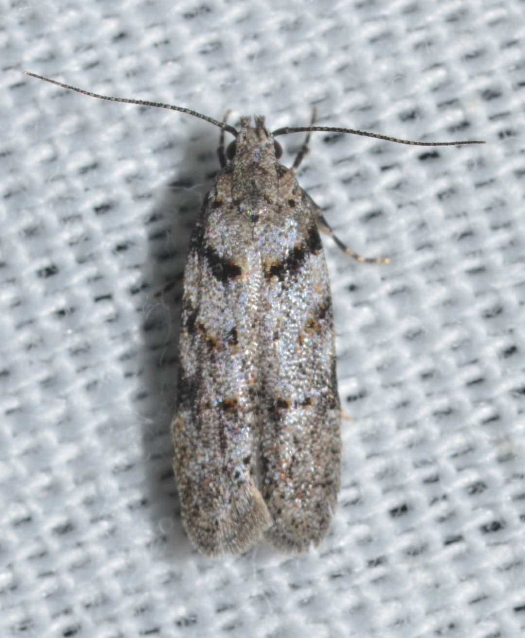 Taygete (Taygete) - Picture Insect