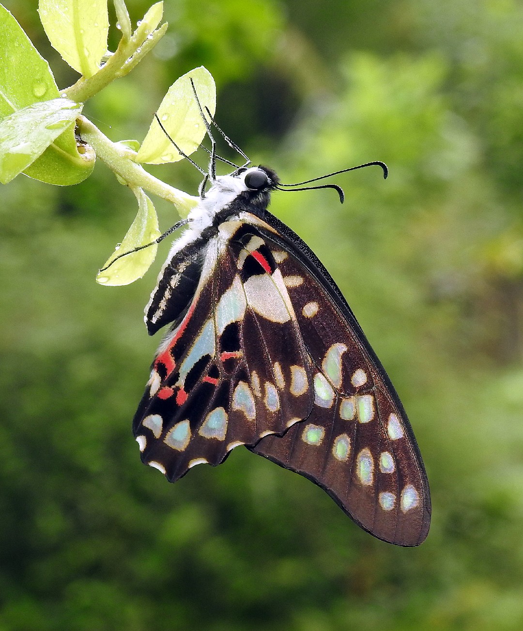 Graphium (Graphium) - Picture Insect