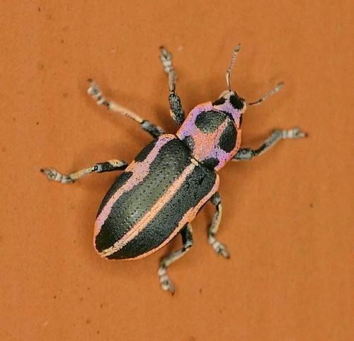 Eudiagogus pulcher (Eudiagogus pulcher) - Picture Insect