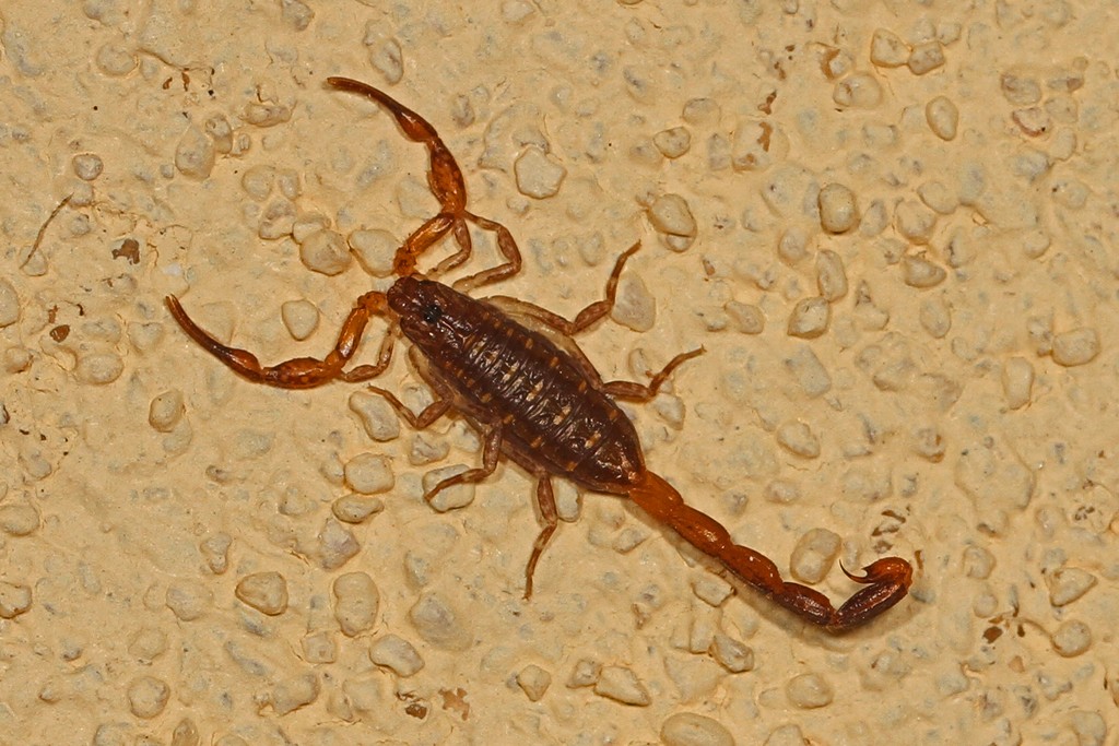 Centruroides (Centruroides) - Picture Insect