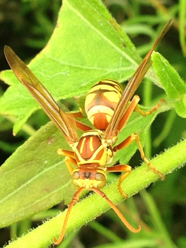 Polistes (Polistes) - Picture Insect