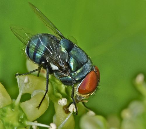 검정뺨금파리 (Chrysomya megacephala) - Picture Insect