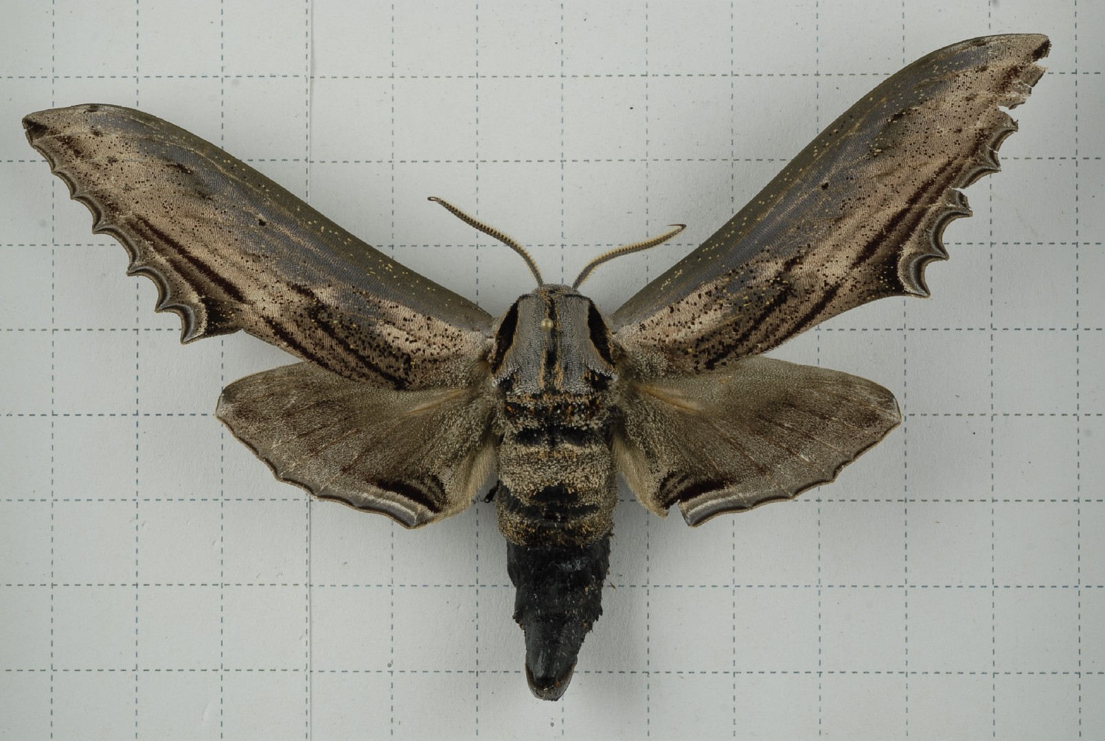 Langia (Langia) - Picture Insect