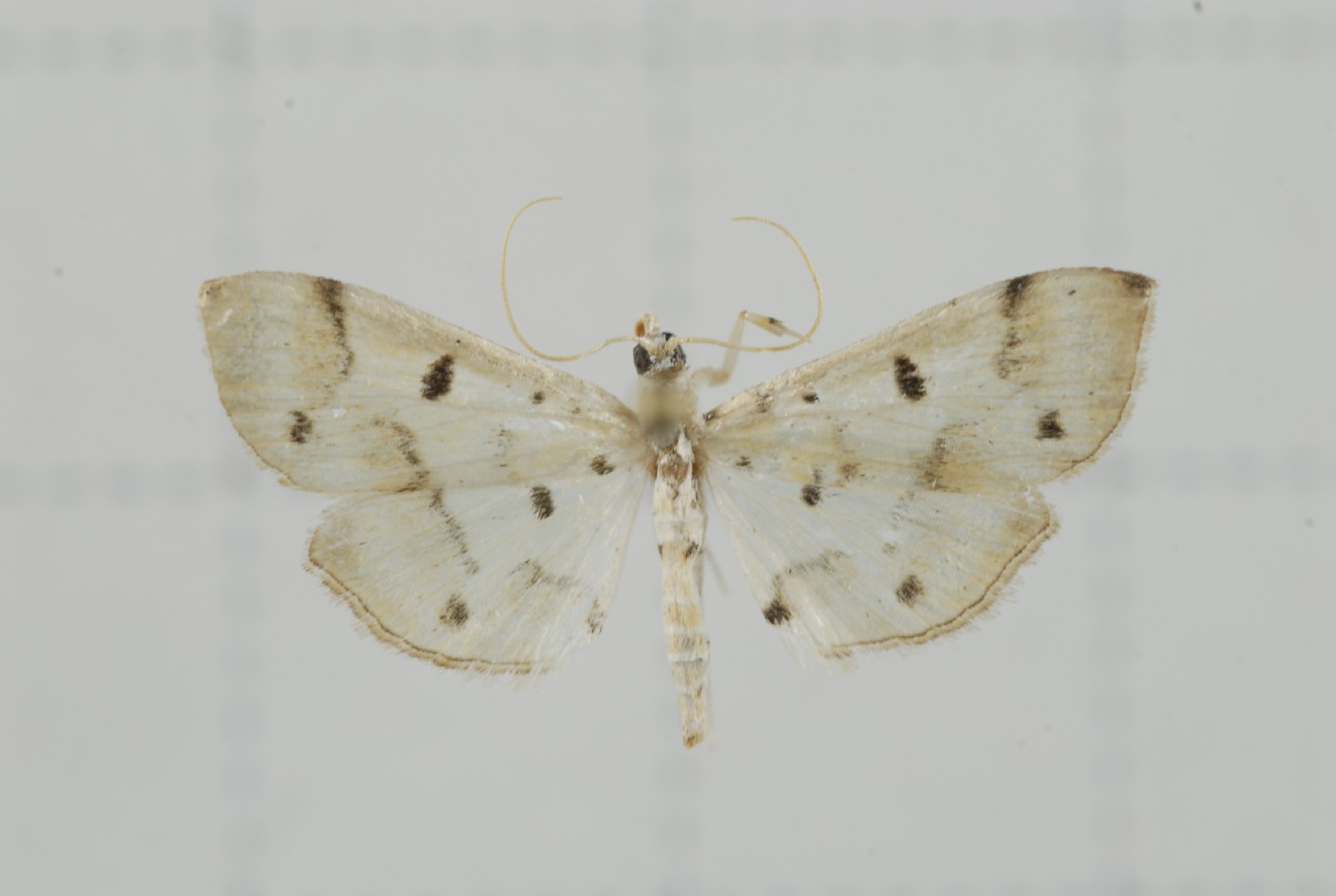 Pycnarmon aeriferalis (Pycnarmon aeriferalis) - Picture Insect