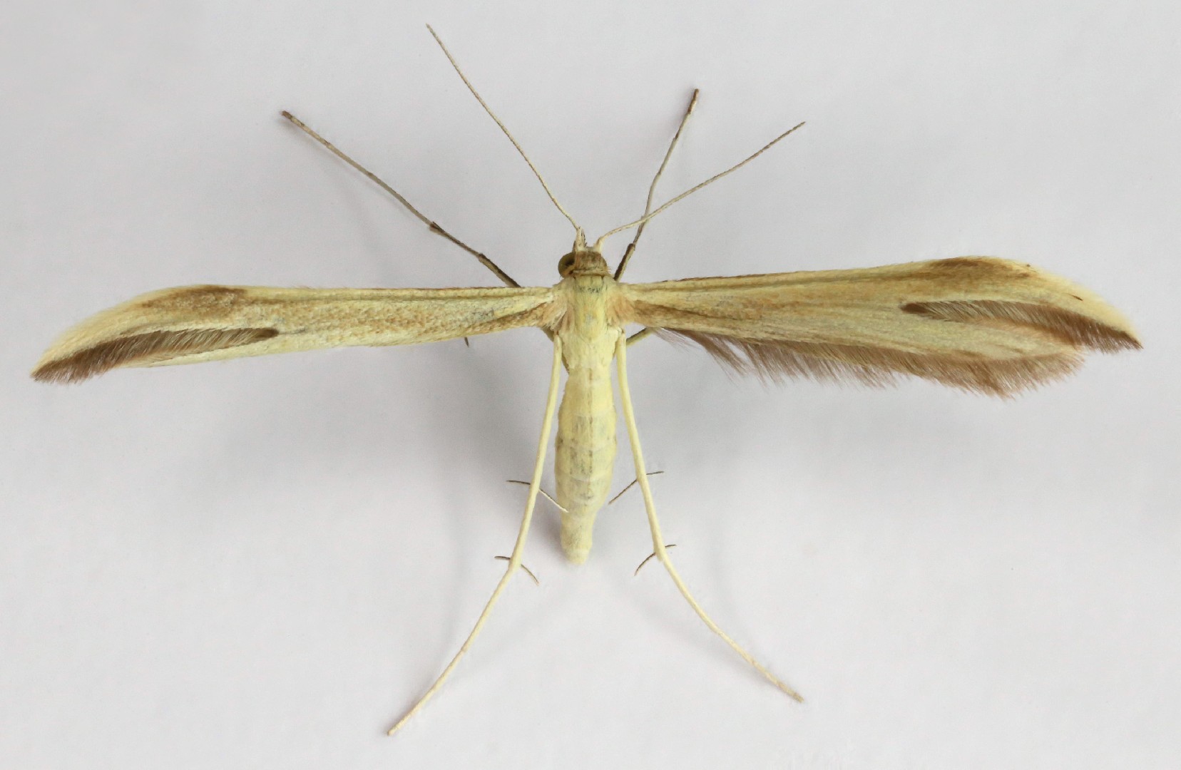 Hellinsia osteodactylus (Hellinsia osteodactylus) - Picture Insect