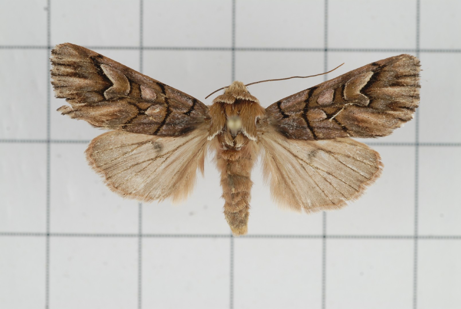Panolis variegatoides (Panolis variegatoides) - Picture Insect