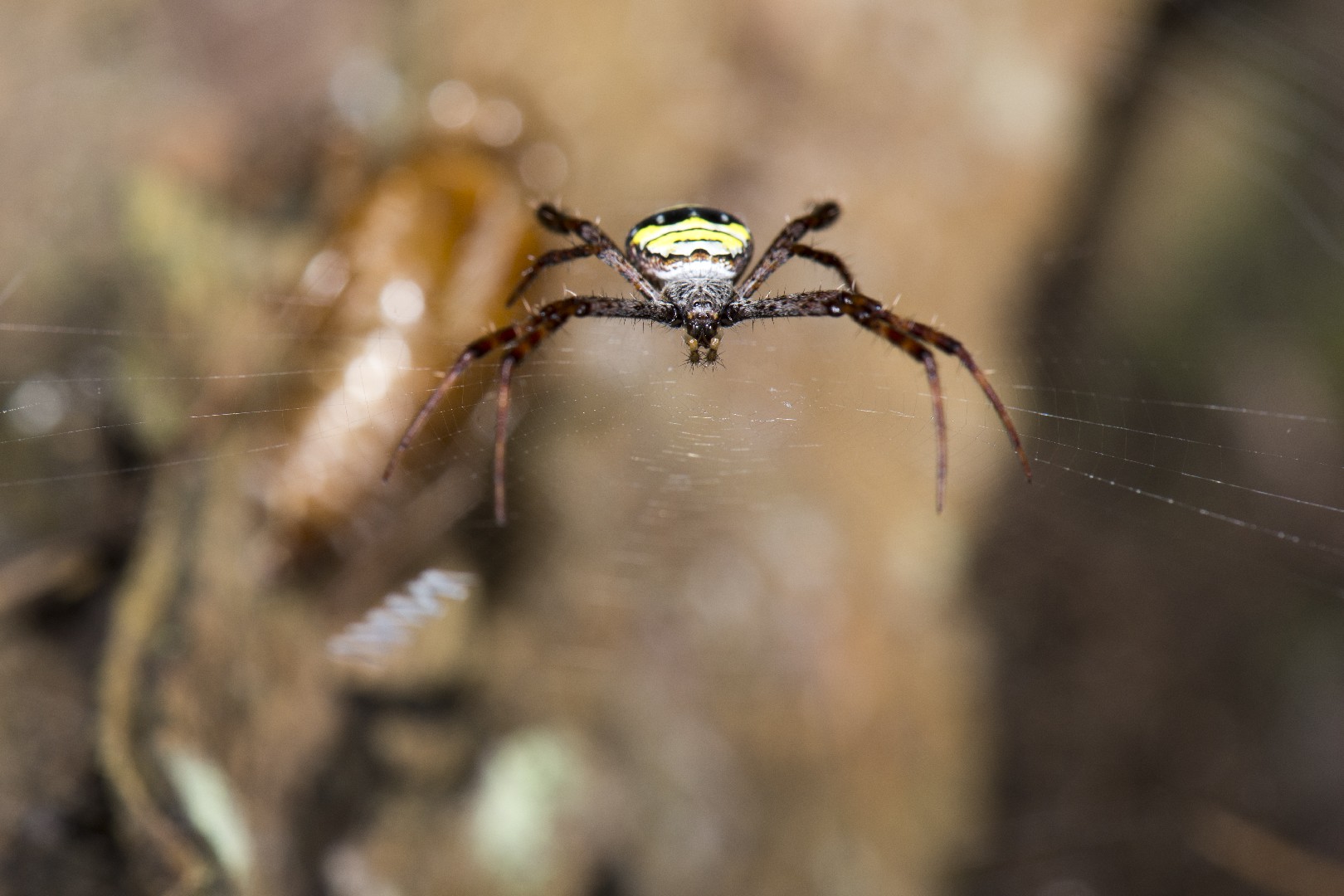 Arañas tejedoras de jardín (Argiope) - Picture Insect