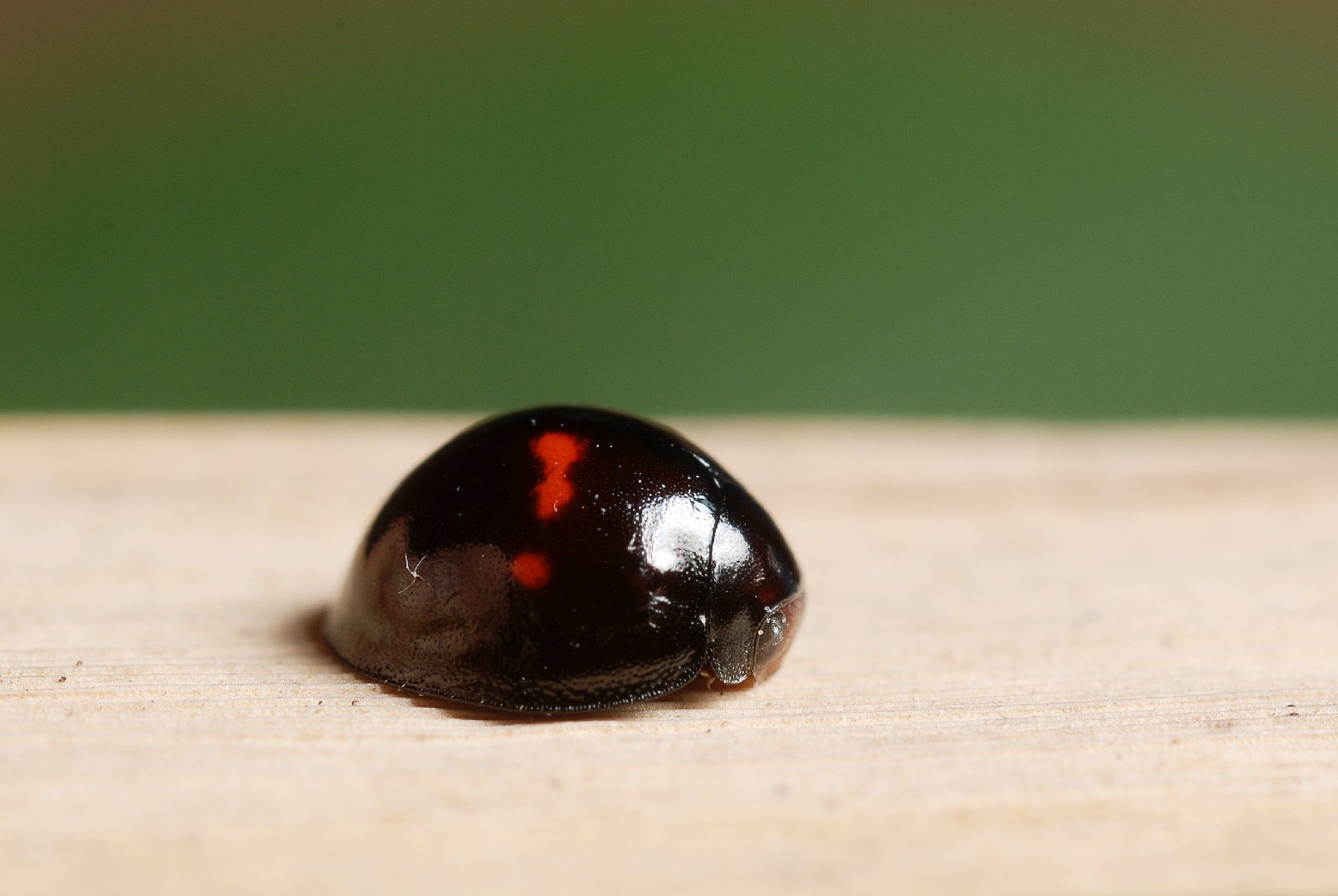 Coccinelle des bruyères (Chilocorus bipustulatus) - Picture Insect