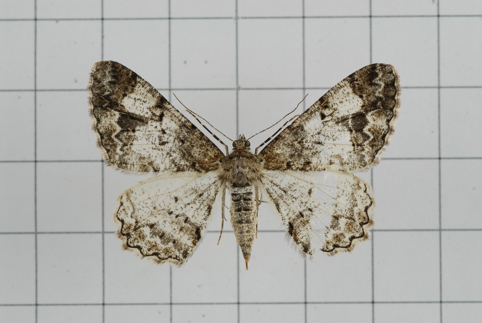 Alcis (Alcis) - Picture Insect