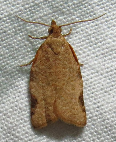 Clepsis virescana (Clepsis virescana) - Picture Insect