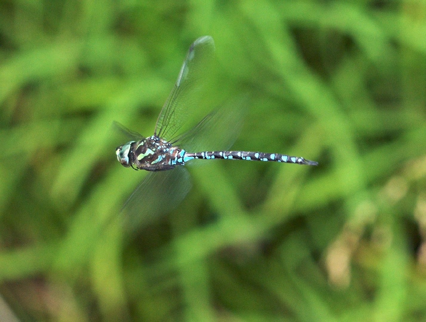 Aeshna verticalis (Aeshna verticalis) - Picture Insect