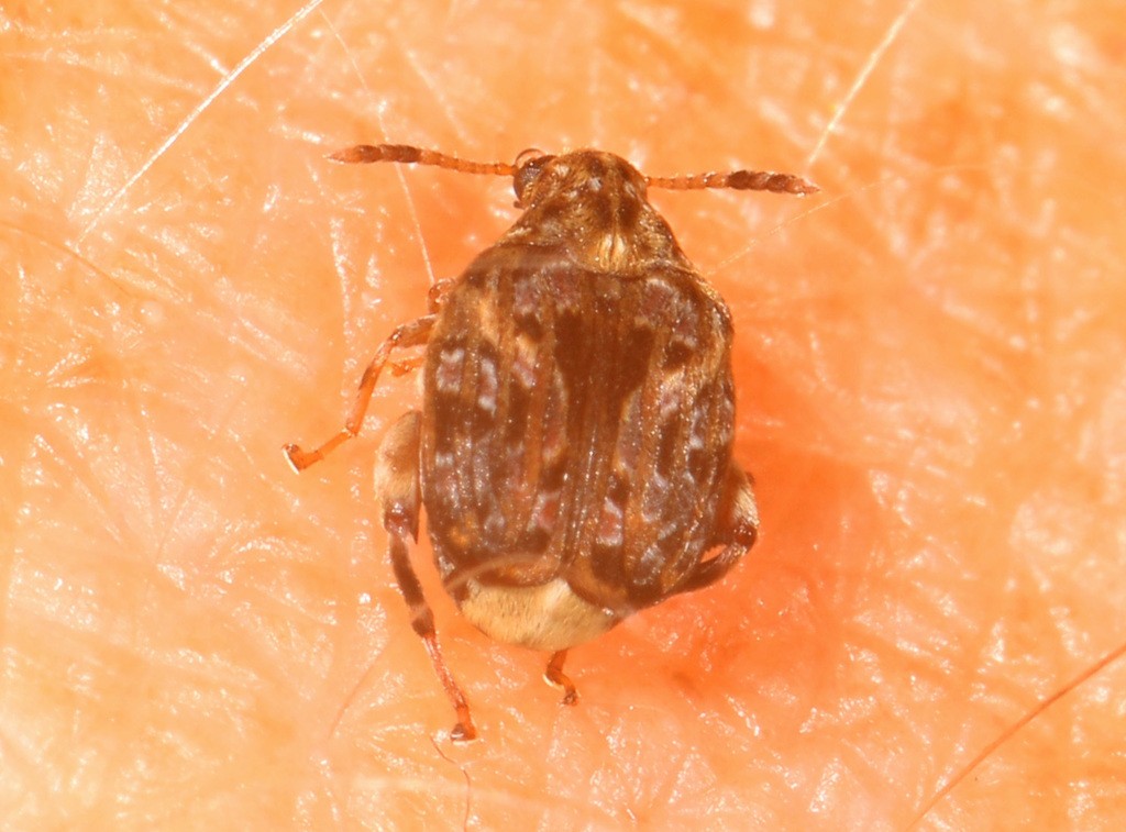 Gorgojo del frijol (Gibbobruchus mimus) - Picture Insect