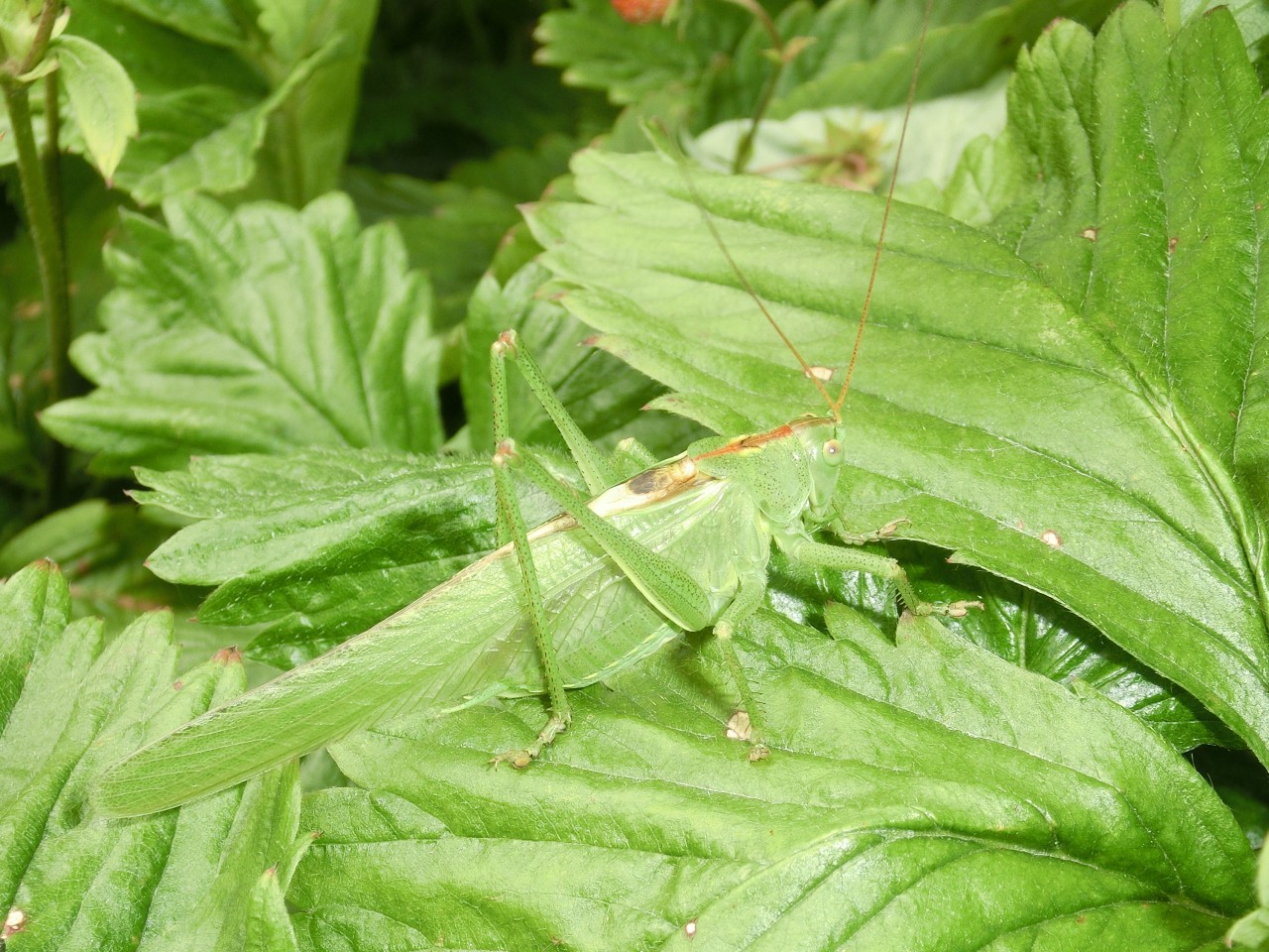 Tettigonia (Tettigonia) - Picture Insect