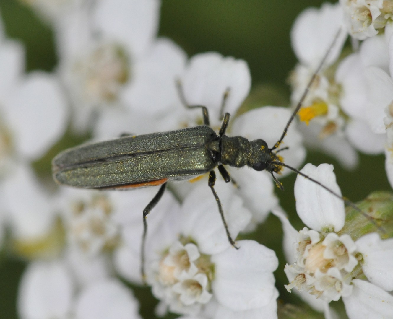 Oedemera virescens (Oedemera virescens) - Picture Insect