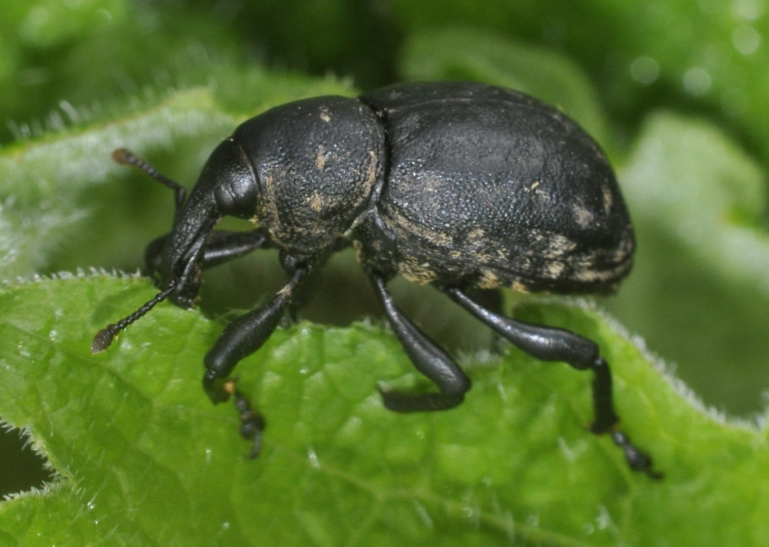 Liparus (Liparus) - Picture Insect