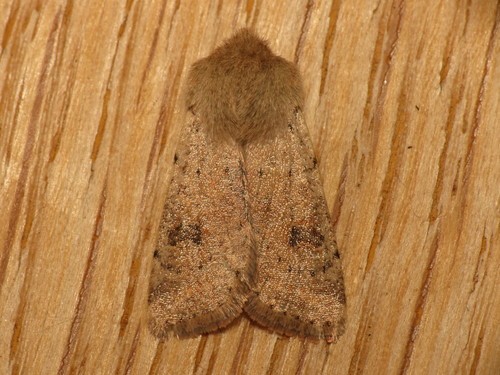 Orthosia cruda (Orthosia cruda) - Picture Insect