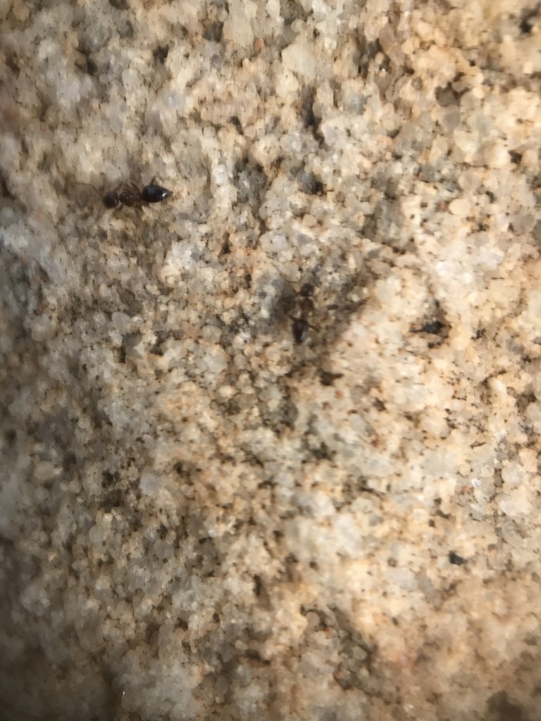 Hormigas locas (Anoplolepis) - Picture Insect