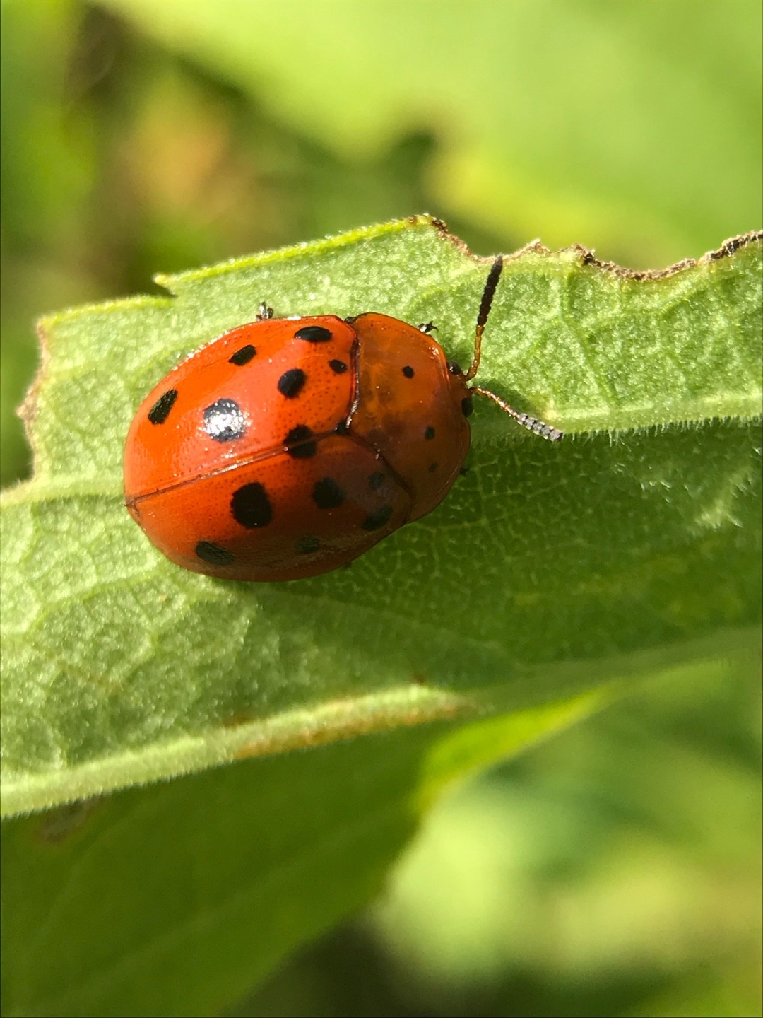 Escarabajo tortuga argos (Chelymorpha cassidea) - Picture Insect