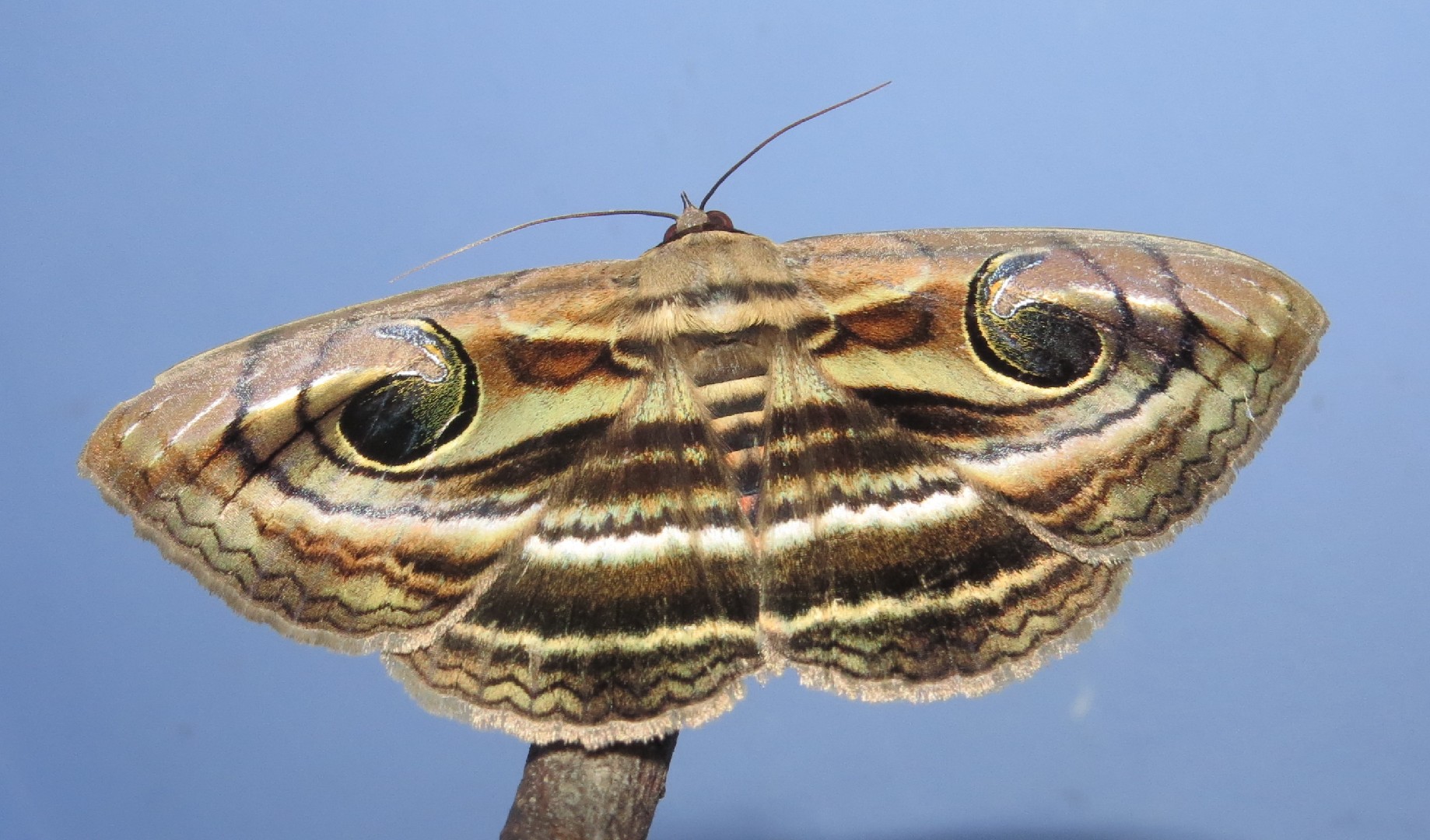 Spirama retorta (Spirama retorta) - Picture Insect