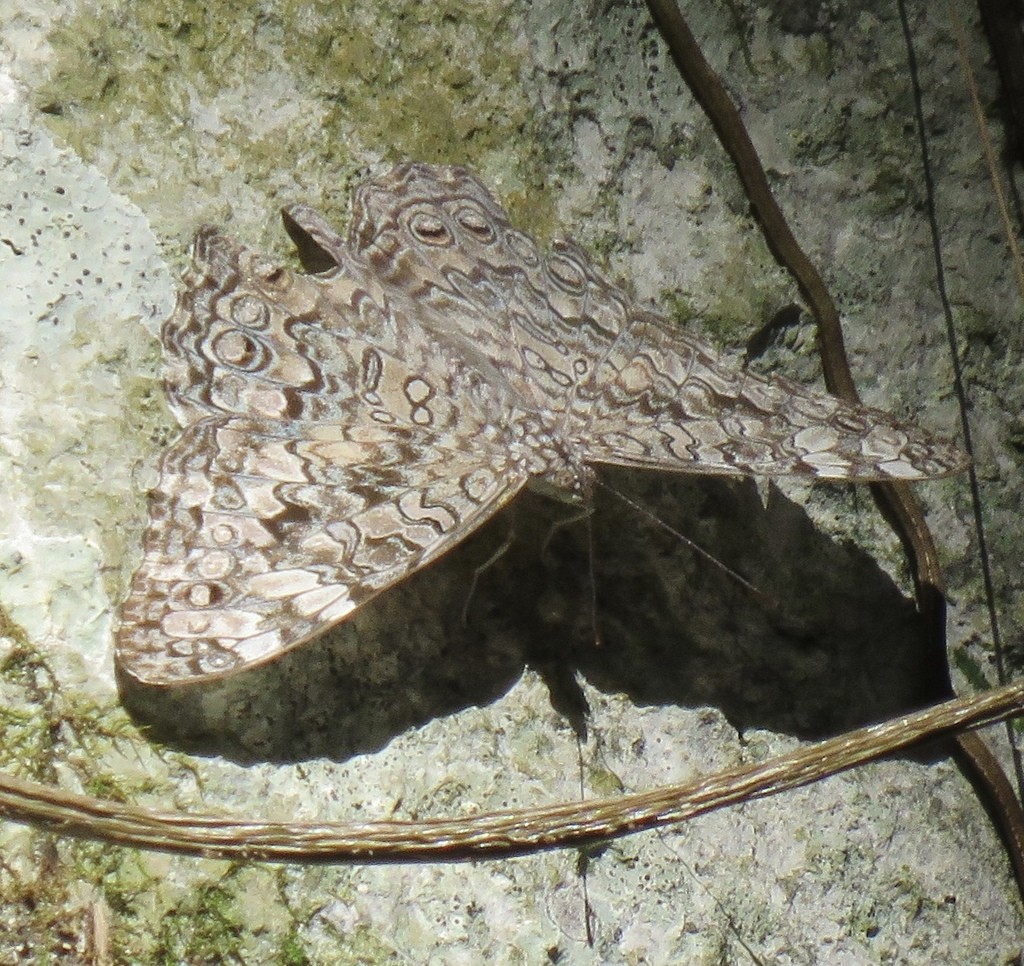 Hamadryas (Hamadryas) - Picture Insect