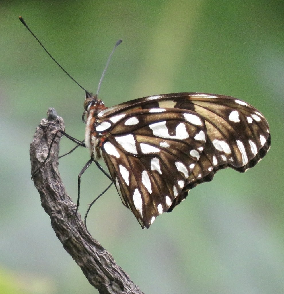 Pasionaria de alas largas (Dione juno) - Picture Insect