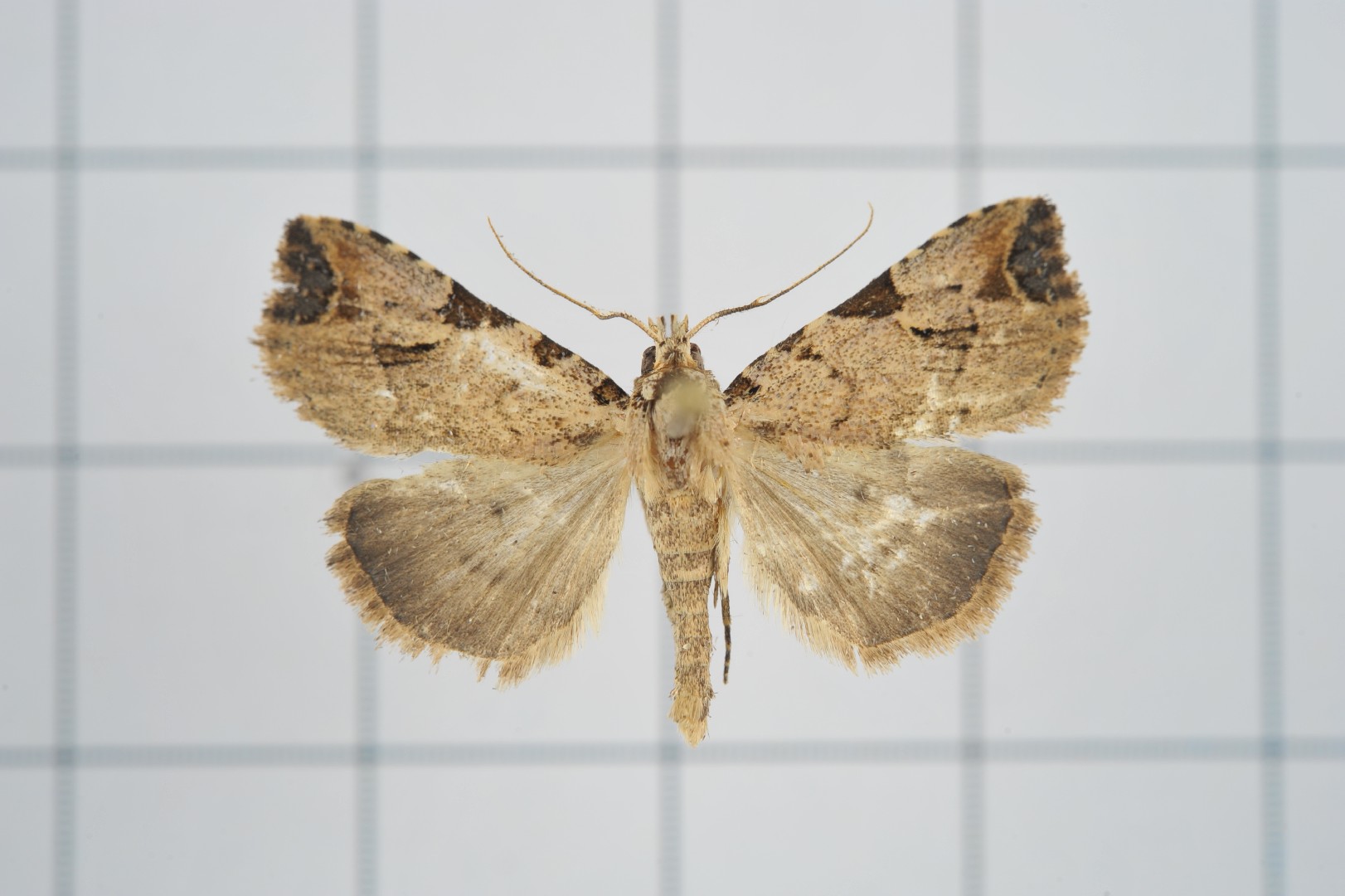 Oglasa costimacula (Oglasa costimacula) - Picture Insect
